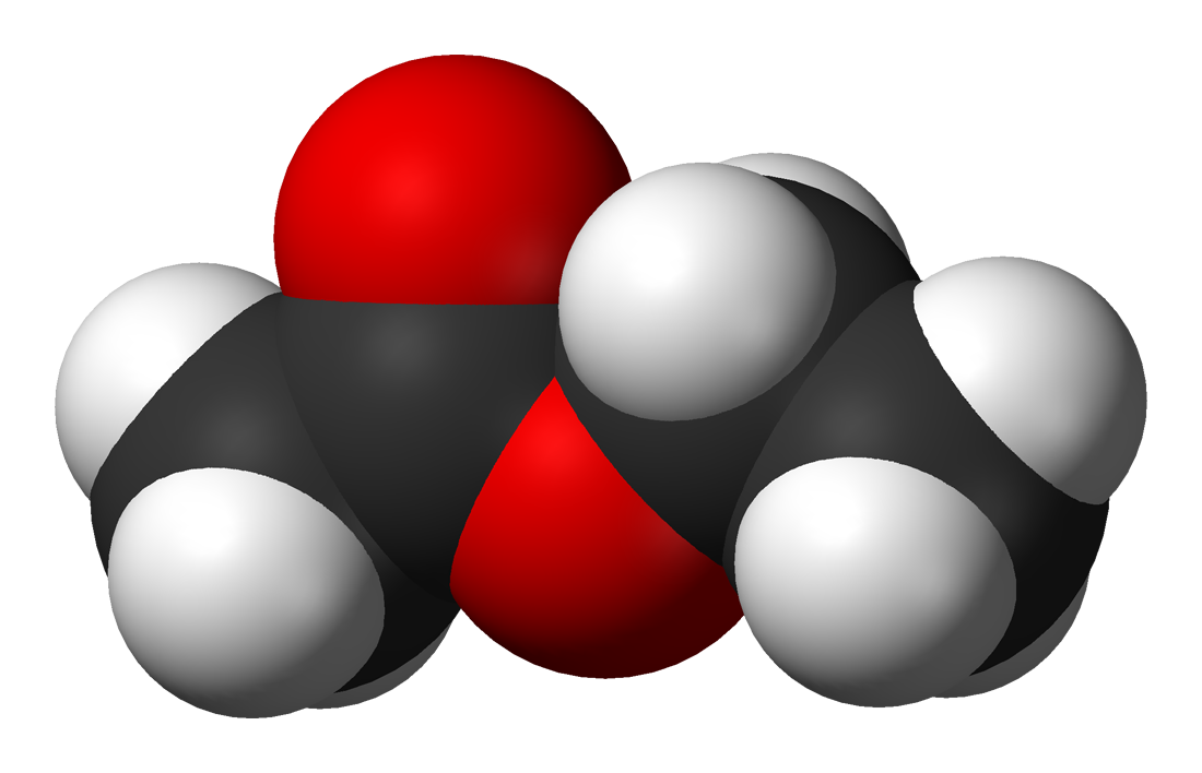 Evolution (1) – Ester – Chantiers de Sciences