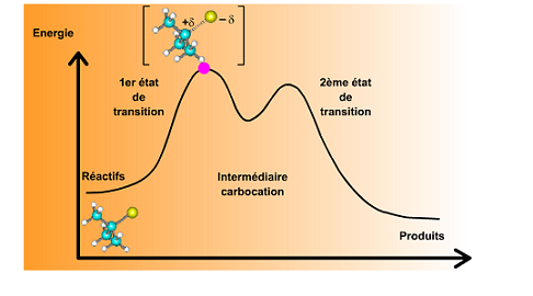 Evolution – Chantiers de Sciences